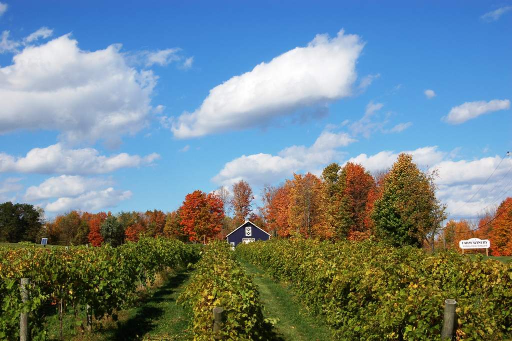 Victory View Vineyard